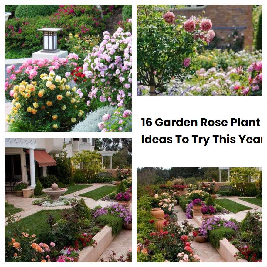 16 Garden Rose Plant Ideas To Try This Year | SharonSable