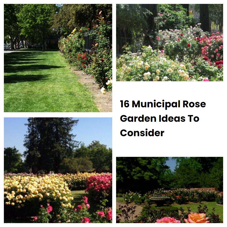 16 Municipal Rose Garden Ideas To Consider | SharonSable
