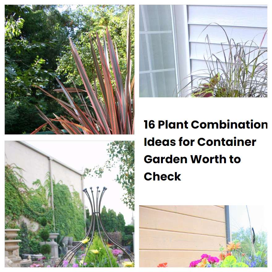 16 Plant Combination Ideas for Container Garden Worth to Check ...