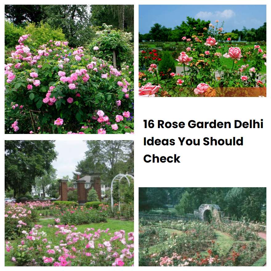 16 Rose Garden Delhi Ideas You Should Check | SharonSable