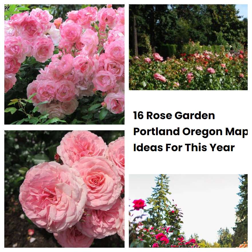 16 Rose Garden Portland Oregon Map Ideas For This Year | SharonSable