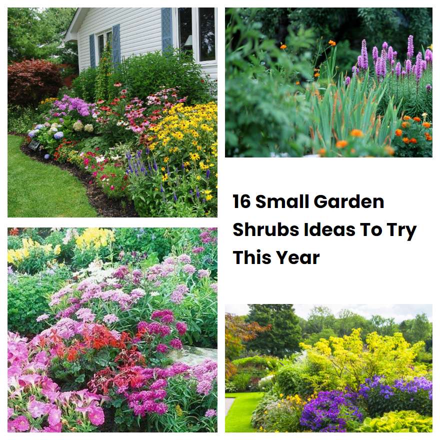 16 Small Garden Shrubs Ideas To Try This Year | SharonSable