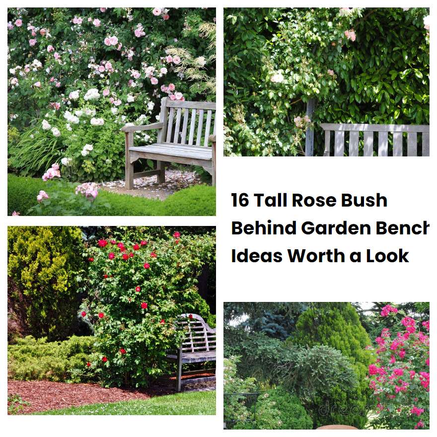 16 Tall Rose Bush Behind Garden Bench Ideas Worth a Look | SharonSable