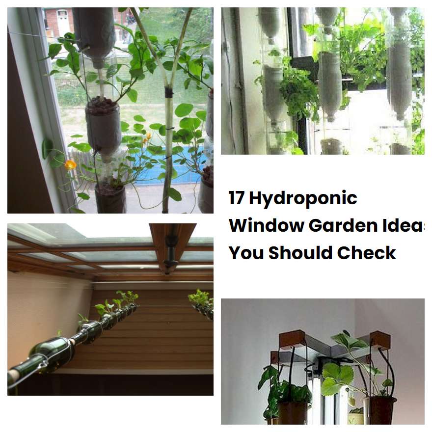 17 Hydroponic Window Garden Ideas You Should Check | SharonSable