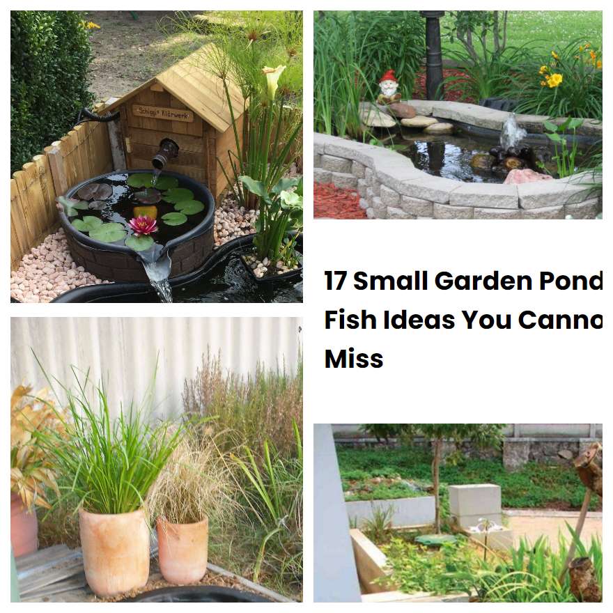 17 Small Garden Pond Fish Ideas You Cannot Miss | SharonSable
