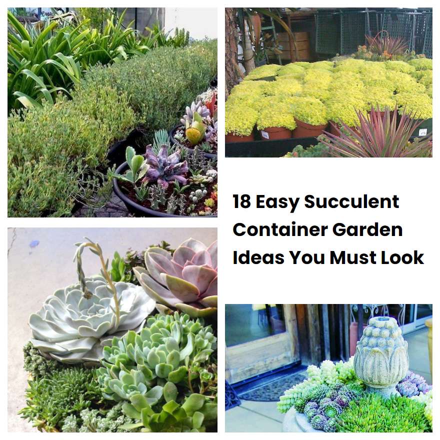 18 Easy Succulent Container Garden Ideas You Must Look | SharonSable