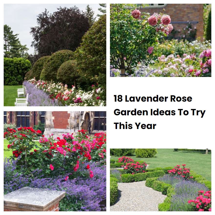 18 Lavender Rose Garden Ideas To Try This Year | SharonSable