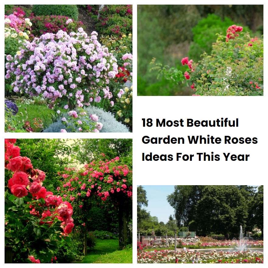 18 Most Beautiful Garden White Roses Ideas For This Year | SharonSable
