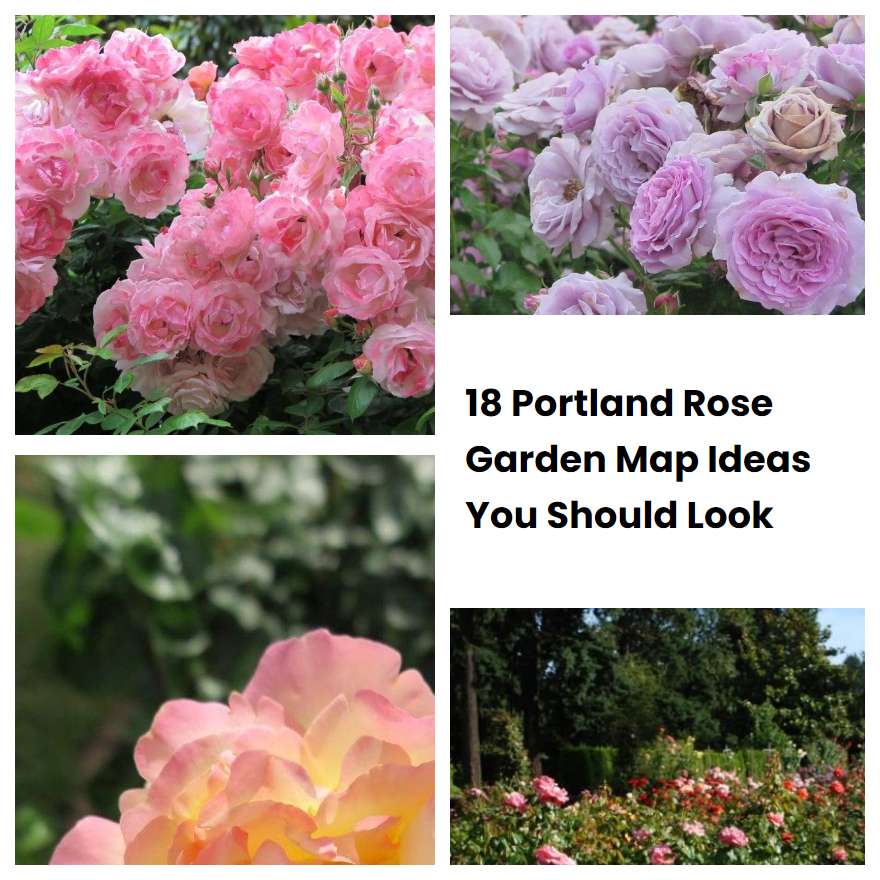 18 Portland Rose Garden Map Ideas You Should Look | SharonSable