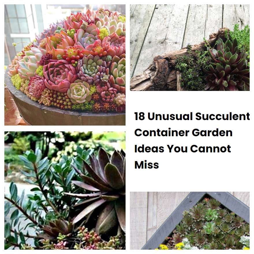 18 Unusual Succulent Container Garden Ideas You Cannot Miss | SharonSable