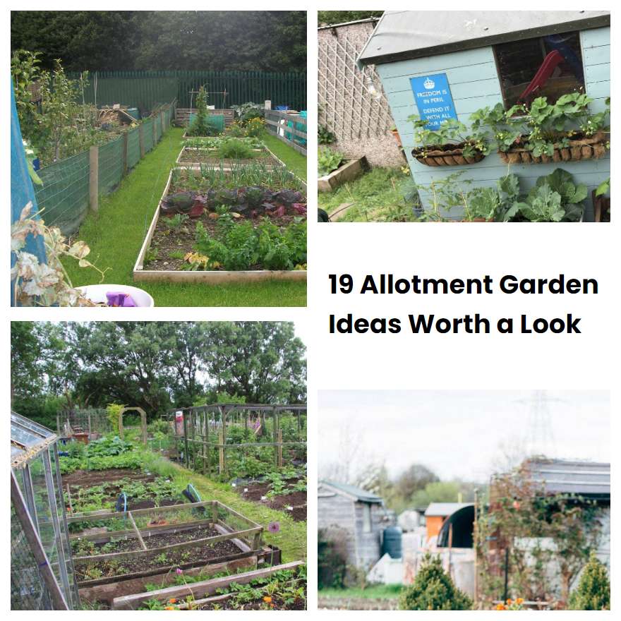 19 Allotment Garden Ideas Worth a Look | SharonSable