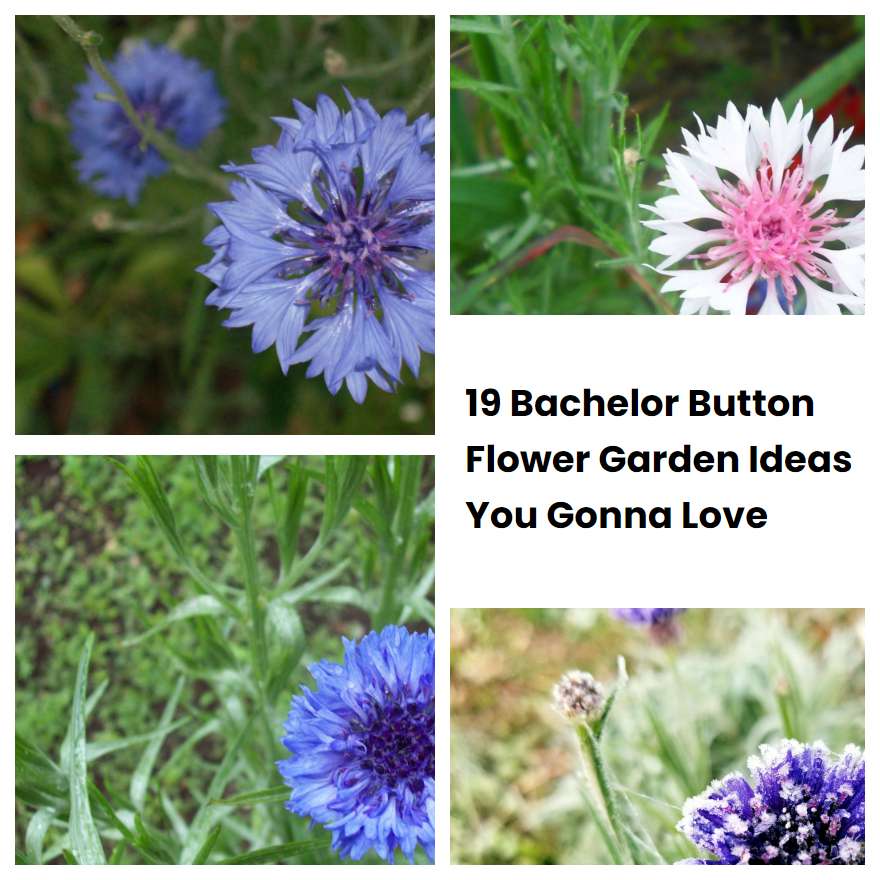 19 Bachelor Button Flower Garden Ideas You Gonna Love | SharonSable