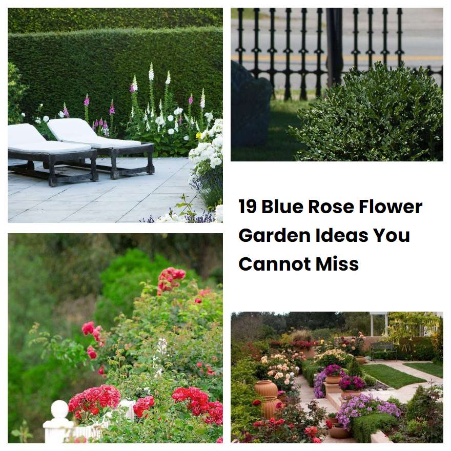 19 Blue Rose Flower Garden Ideas You Cannot Miss | SharonSable
