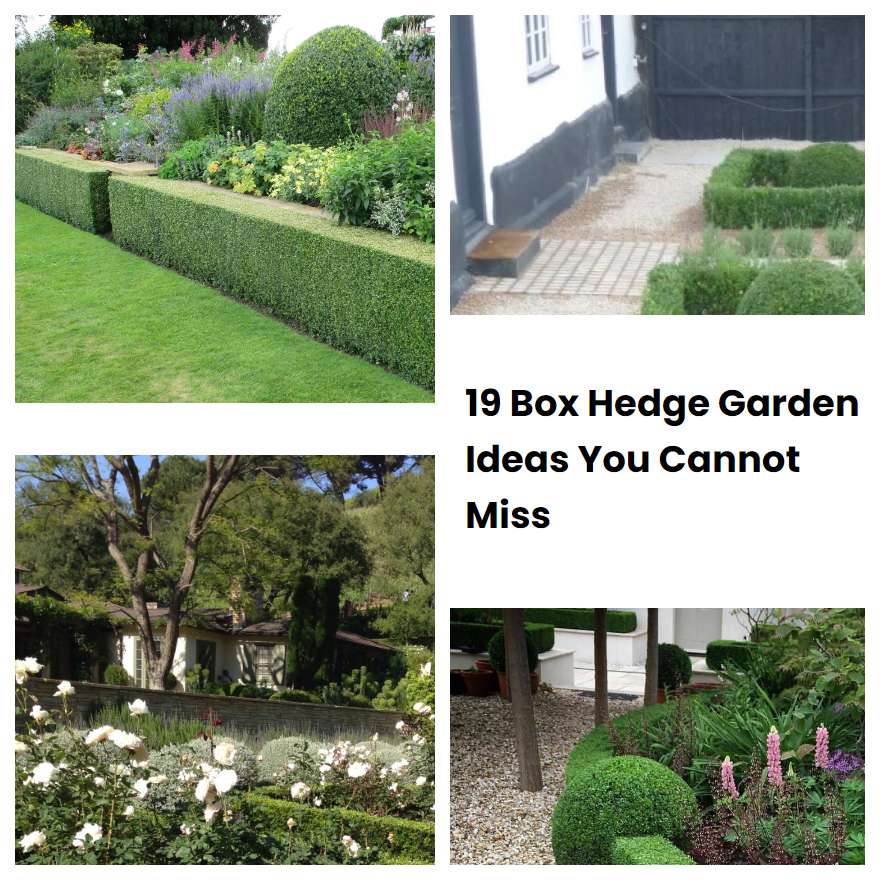 19 Box Hedge Garden Ideas You Cannot Miss | SharonSable