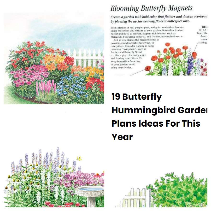 19 Butterfly Hummingbird Garden Plans Ideas For This Year | SharonSable