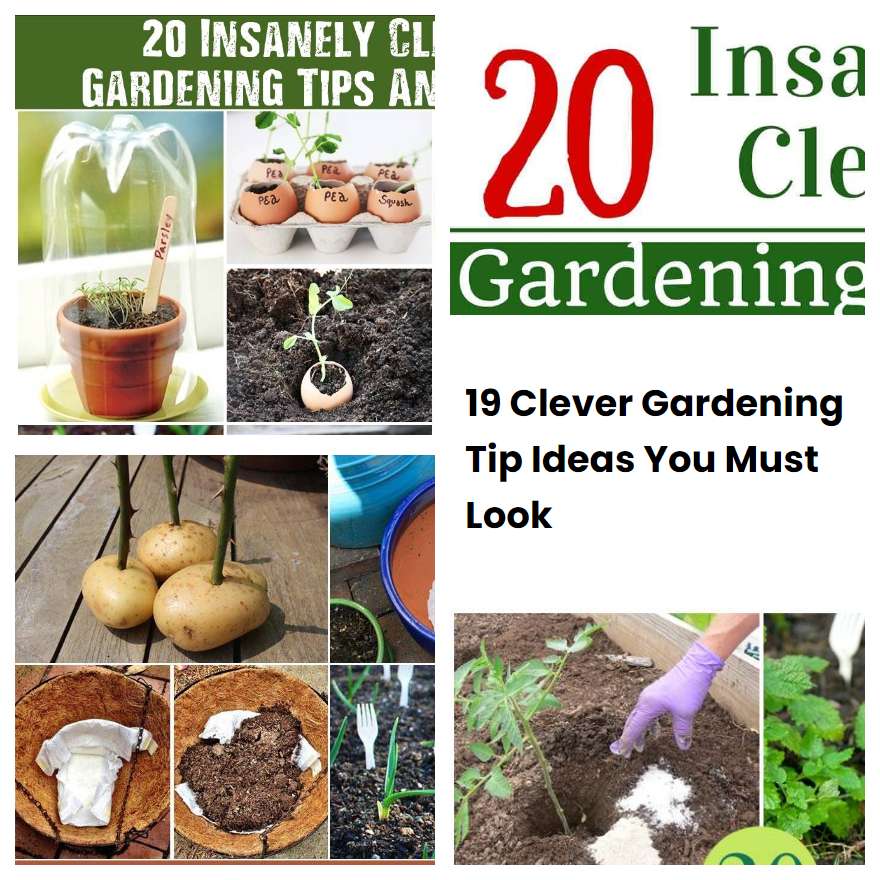 19 Clever Gardening Tip Ideas You Must Look | SharonSable