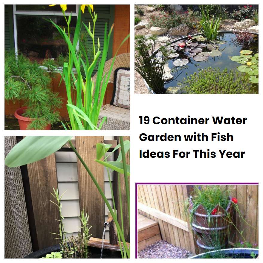 19 Container Water Garden with Fish Ideas For This Year | SharonSable
