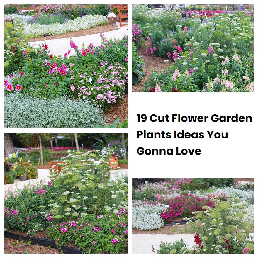 19 Cut Flower Garden Plants Ideas You Gonna Love | SharonSable