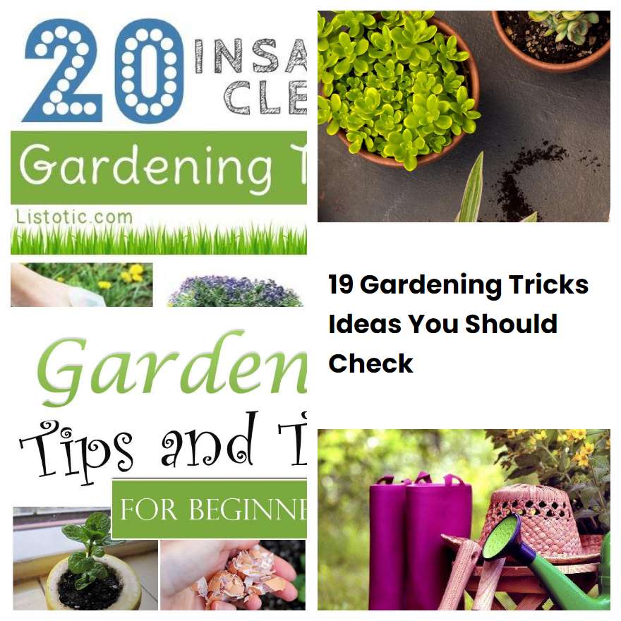19 Gardening Tricks Ideas You Should Check | SharonSable