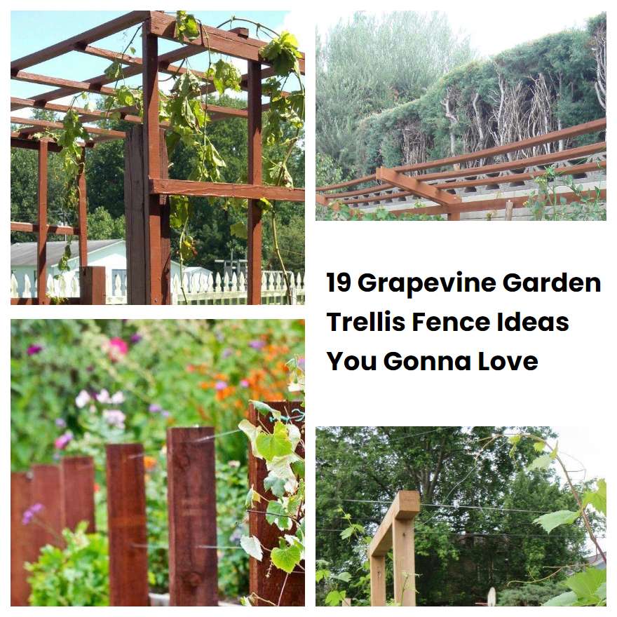 19 Grapevine Garden Trellis Fence Ideas You Gonna Love | SharonSable