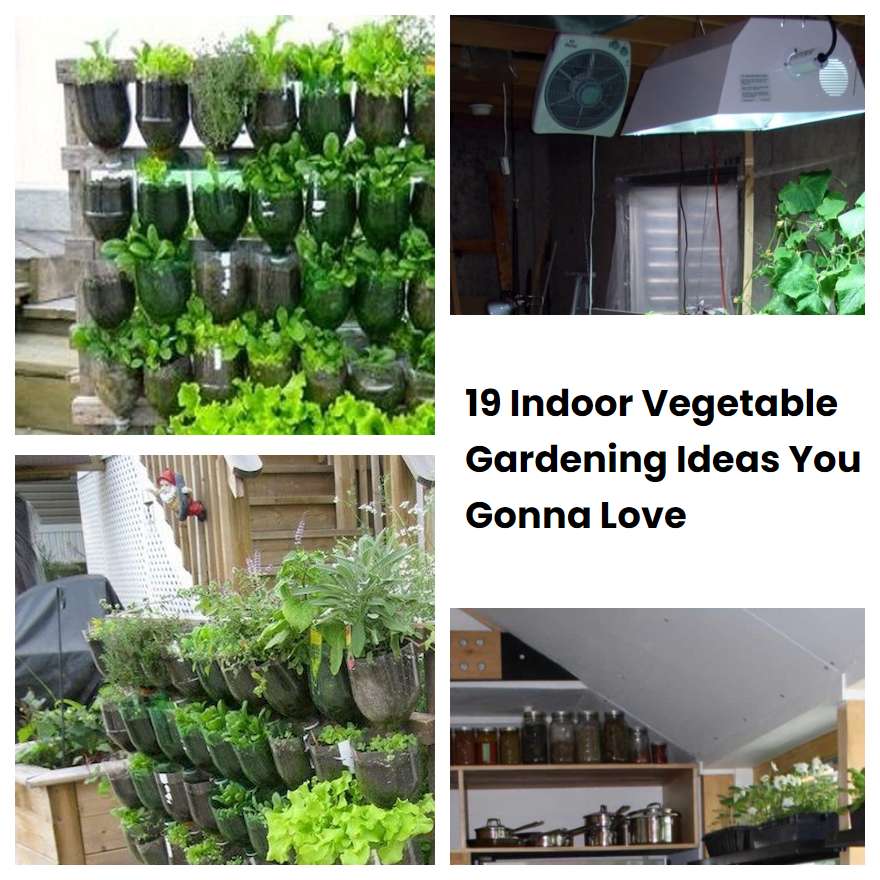 19 Indoor Vegetable Gardening Ideas You Gonna Love | SharonSable