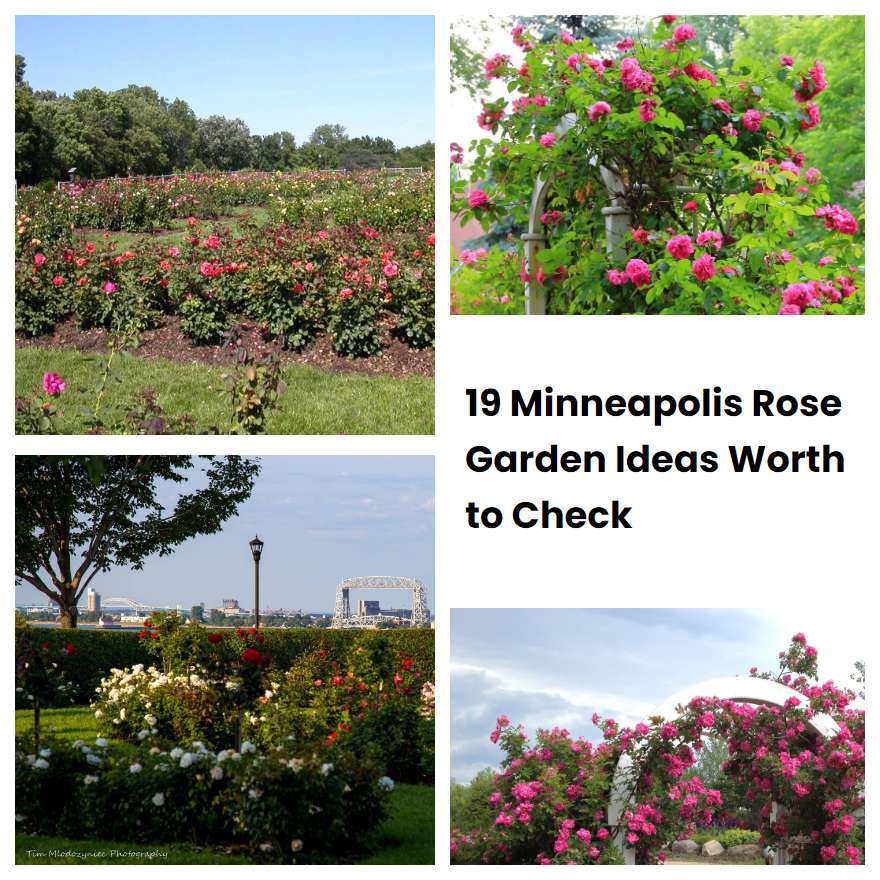 19 Minneapolis Rose Garden Ideas Worth to Check | SharonSable