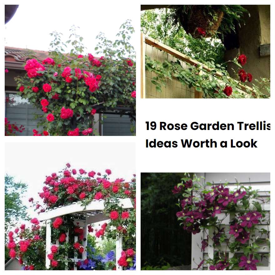 19 Rose Garden Trellis Ideas Worth a Look | SharonSable