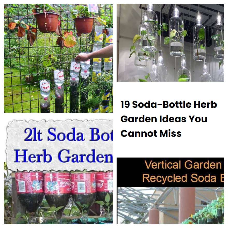 19 Soda-Bottle Herb Garden Ideas You Cannot Miss | SharonSable