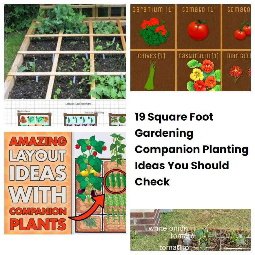 19 Square Foot Gardening Companion Planting Ideas You Should Check ...