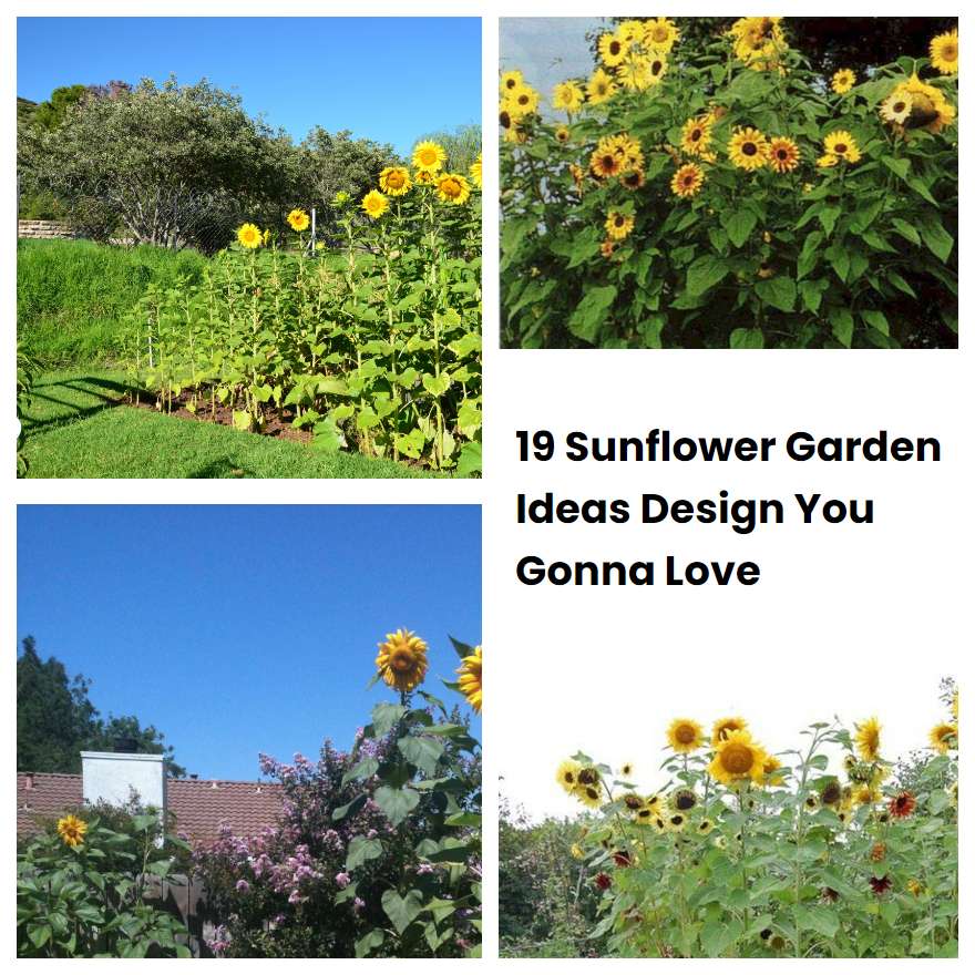 19 Sunflower Garden Ideas Design You Gonna Love | SharonSable