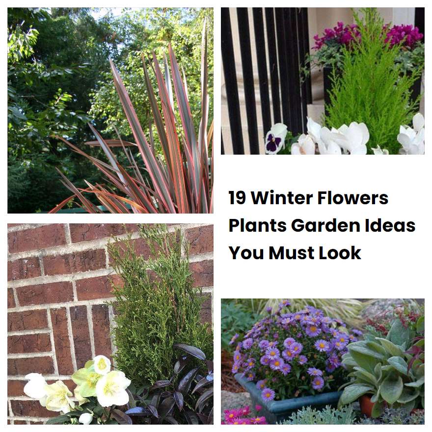 19 Winter Flowers Plants Garden Ideas You Must Look | SharonSable