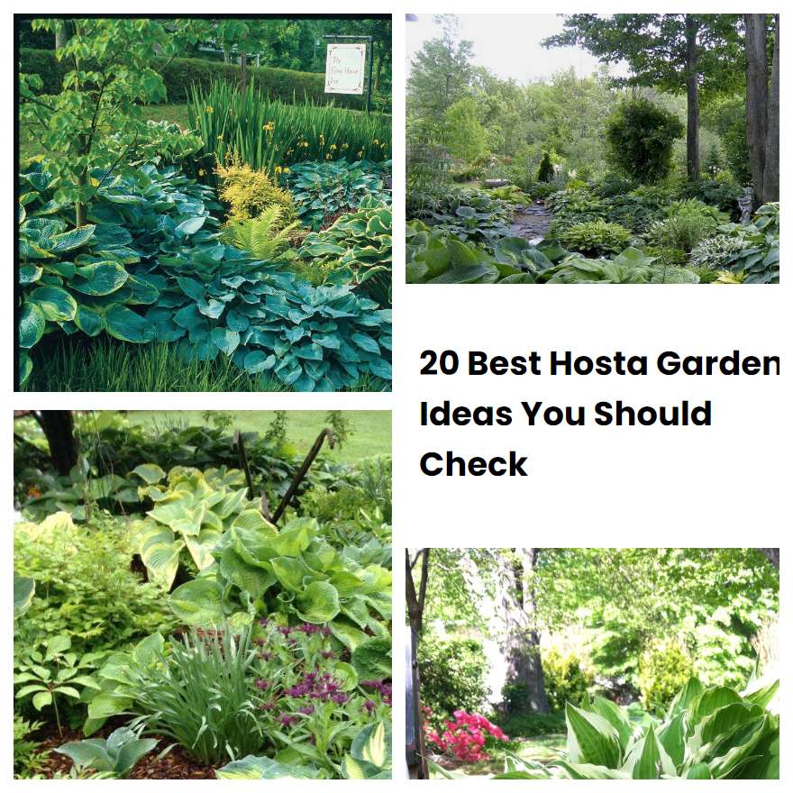20 Best Hosta Garden Ideas You Should Check | SharonSable