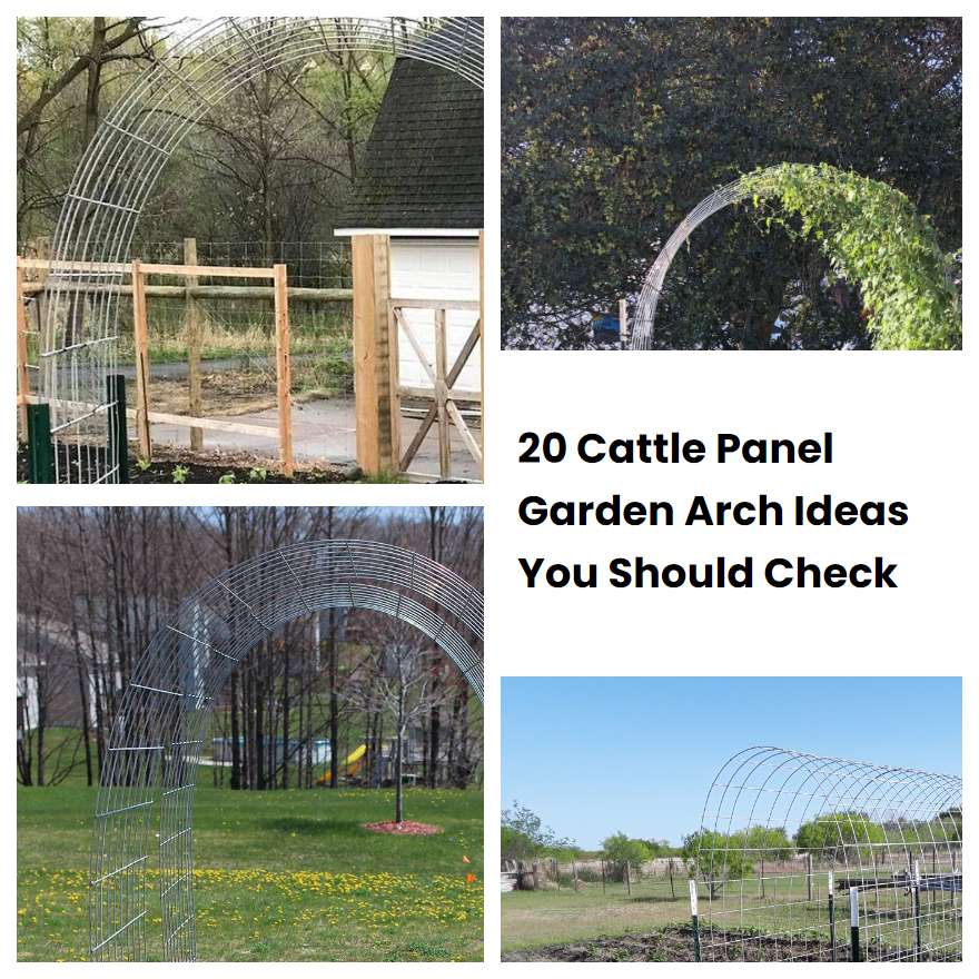 20 Cattle Panel Garden Arch Ideas You Should Check | SharonSable