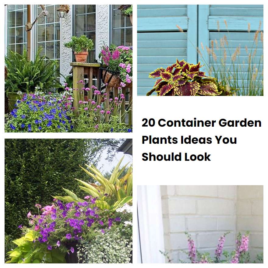20 Container Garden Plants Ideas You Should Look | SharonSable