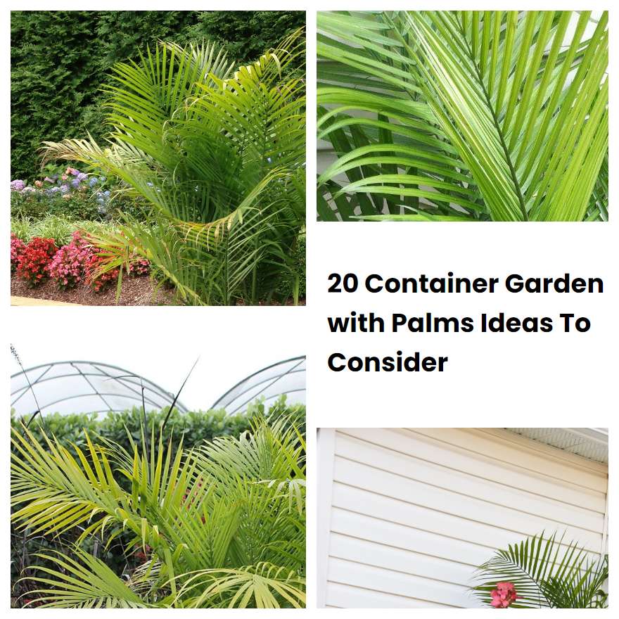 20 Container Garden with Palms Ideas To Consider | SharonSable