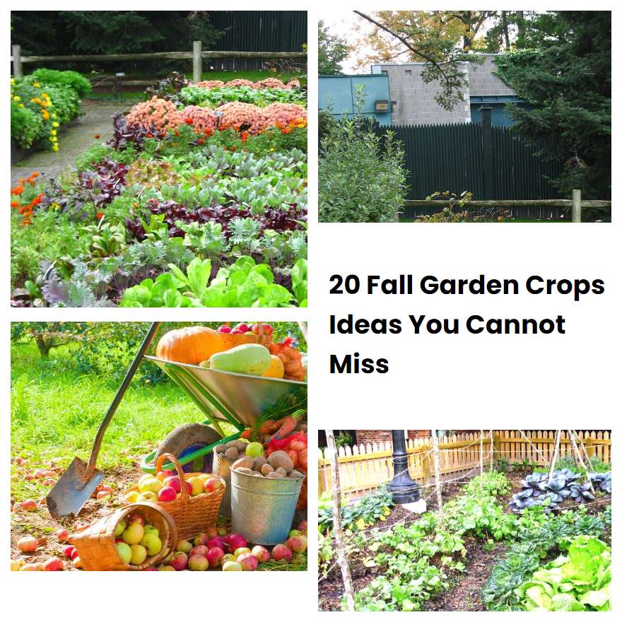 20 Fall Garden Crops Ideas You Cannot Miss | SharonSable