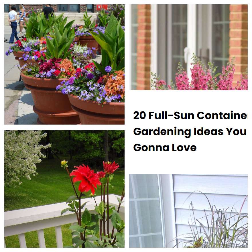 20 Full-Sun Container Gardening Ideas You Gonna Love | SharonSable