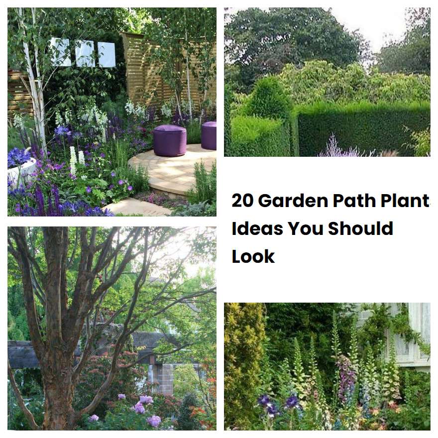 20 Garden Path Plants Ideas You Should Look | SharonSable