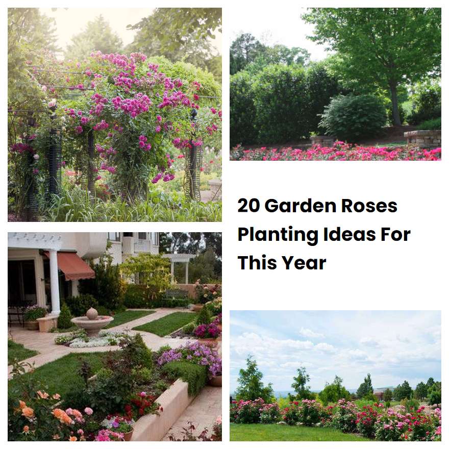 20 Garden Roses Planting Ideas For This Year | SharonSable