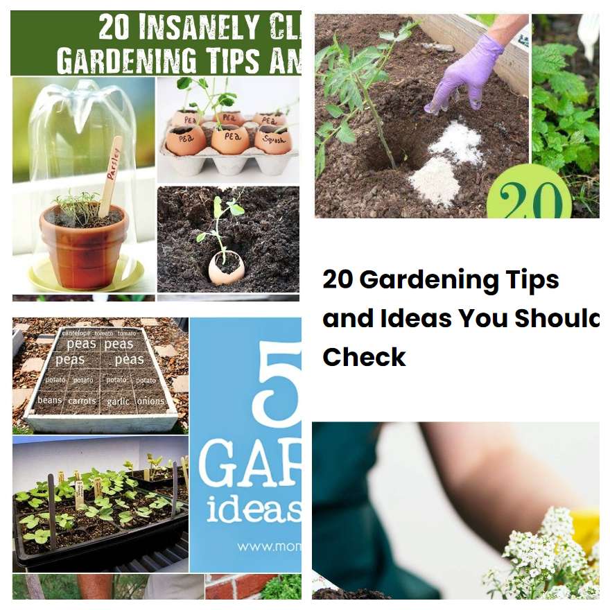 20 Gardening Tips and Ideas You Should Check | SharonSable