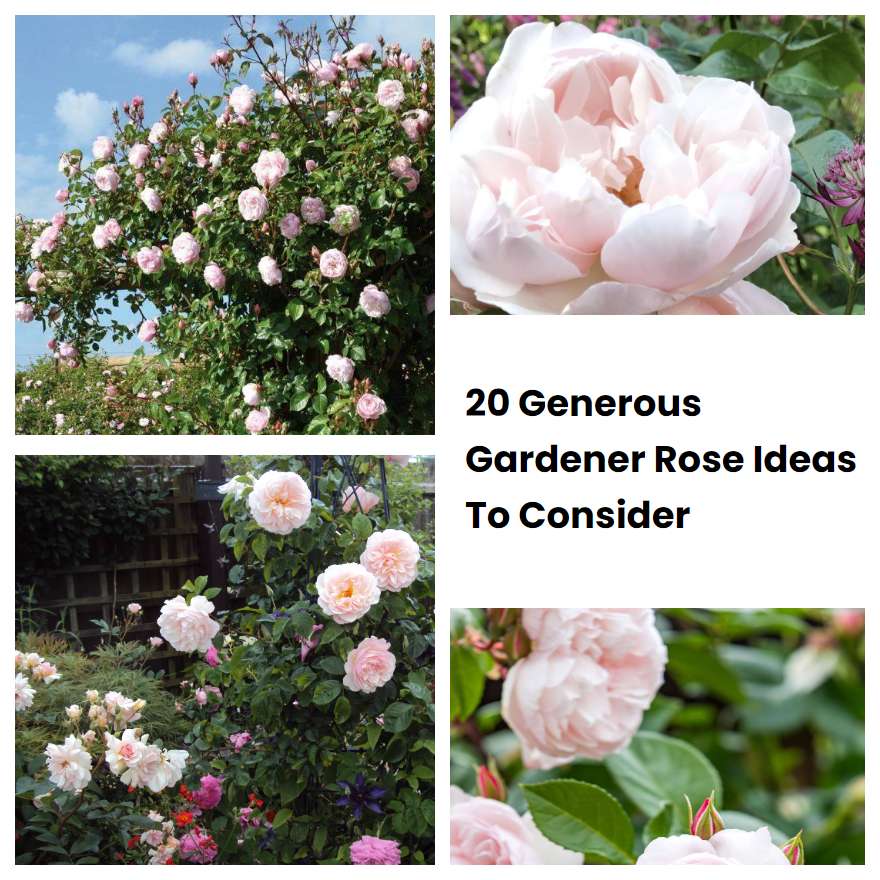 20 Generous Gardener Rose Ideas To Consider | SharonSable