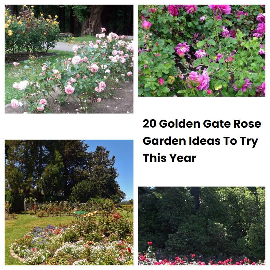 20 Golden Gate Rose Garden Ideas To Try This Year | SharonSable