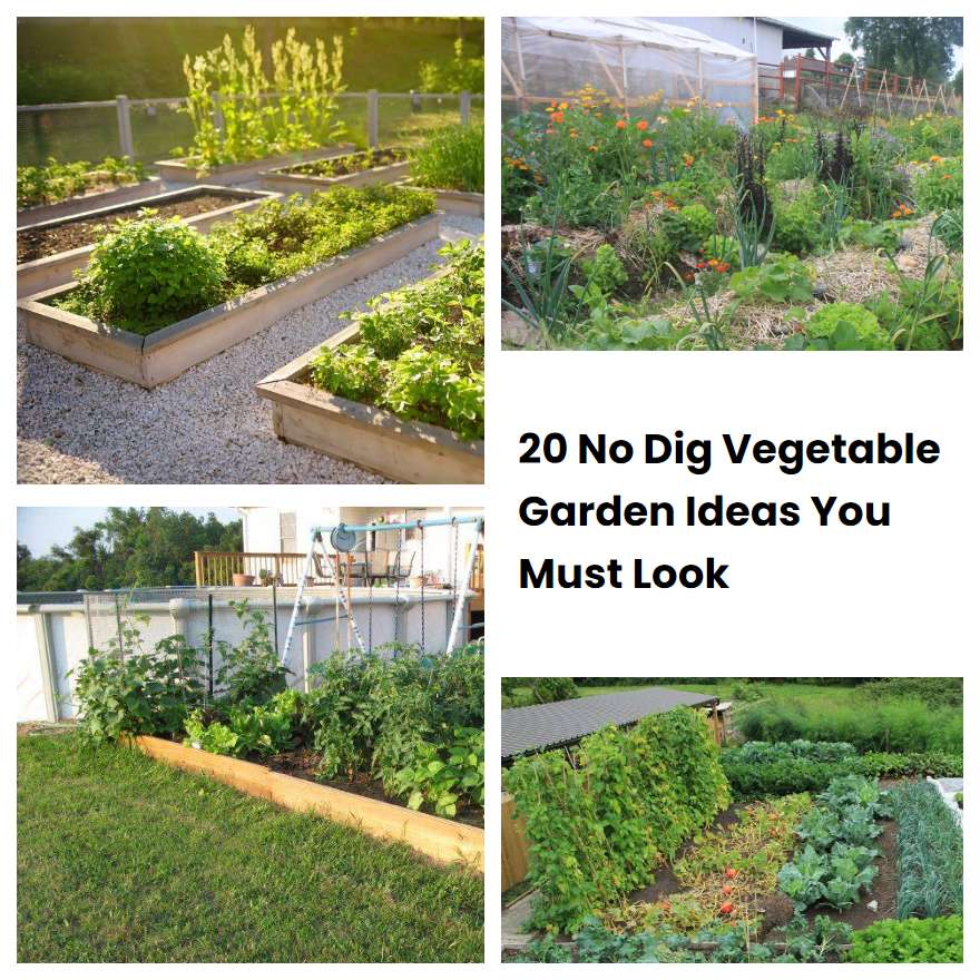 20 No Dig Vegetable Garden Ideas You Must Look | SharonSable