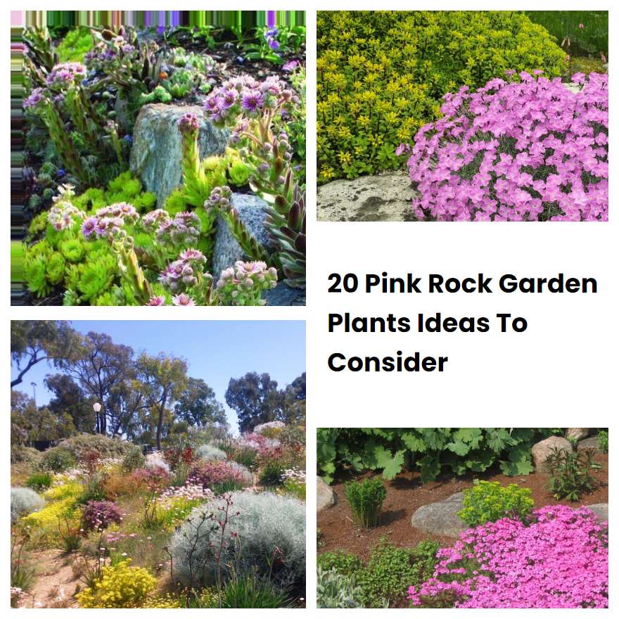 20 Pink Rock Garden Plants Ideas To Consider | SharonSable
