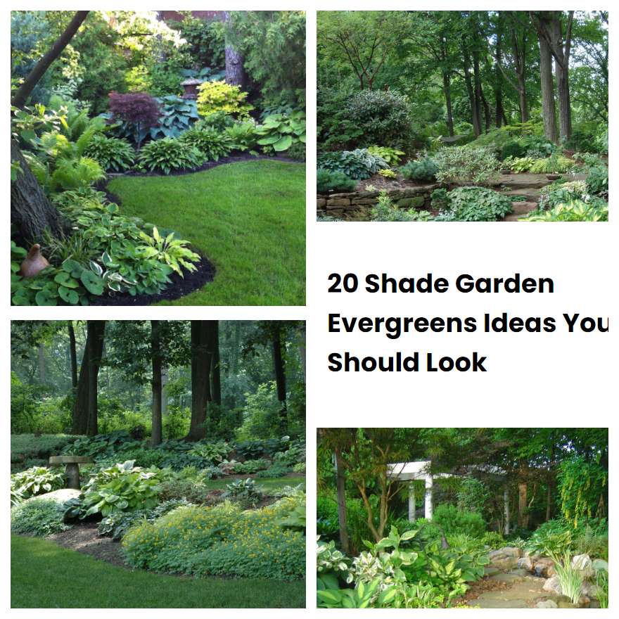 20 Shade Garden Evergreens Ideas You Should Look | SharonSable