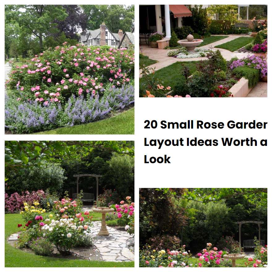 20 Small Rose Garden Layout Ideas Worth a Look | SharonSable