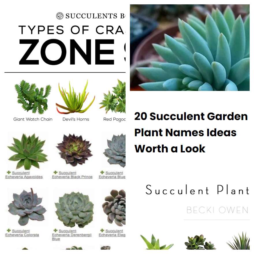 20 Succulent Garden Plant Names Ideas Worth a Look | SharonSable