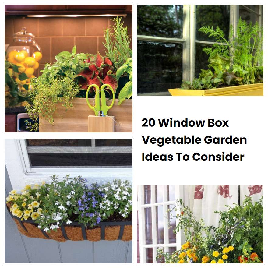 20 Window Box Vegetable Garden Ideas To Consider | SharonSable 20 Window Box Vegetable Garden Ideas To Consider | SharonSable