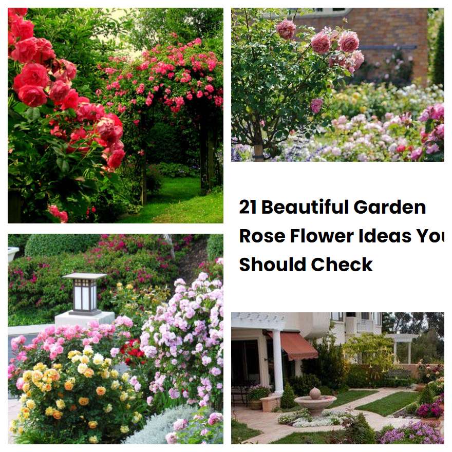 21 Beautiful Garden Rose Flower Ideas You Should Check | SharonSable