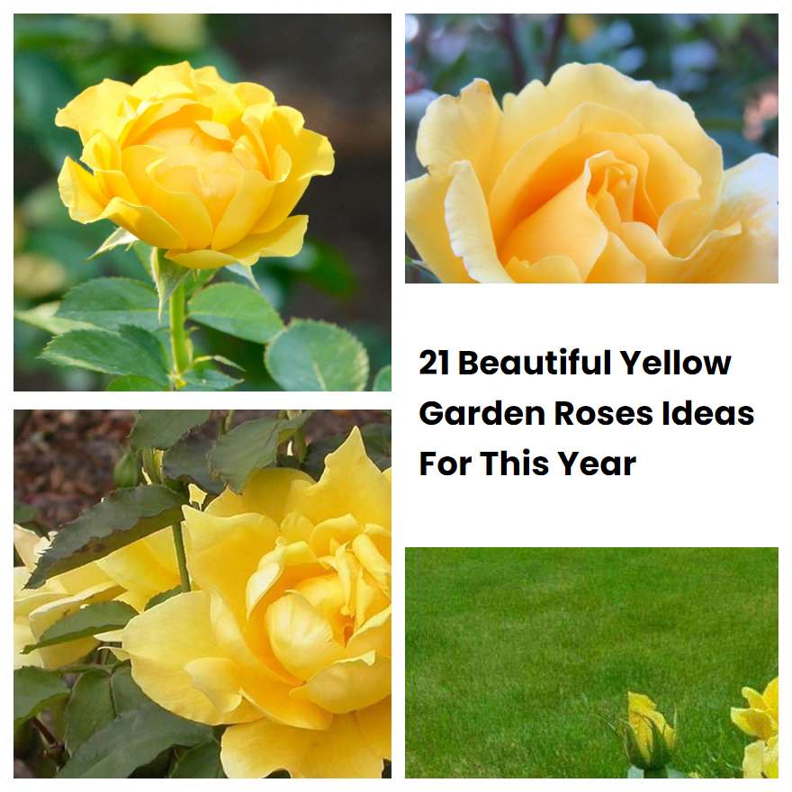 21 Beautiful Yellow Garden Roses Ideas For This Year | SharonSable
